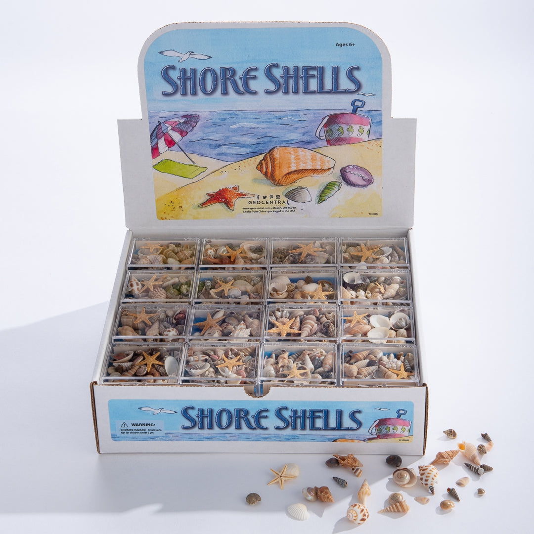 Shore Shells - GeoCentral – A Brighter Child Homeschool & Educational ...