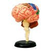 4D Human Anatomy Brain Model – A Brighter Child Homeschool ...